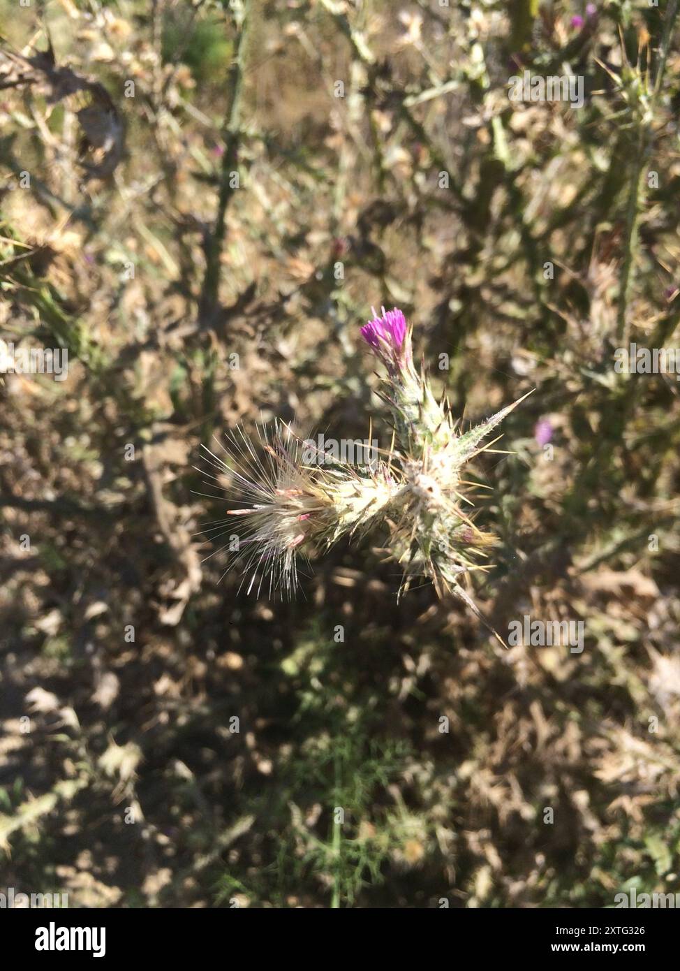 Italian thistle (Carduus pycnocephalus) Plantae Stock Photo - Alamy
