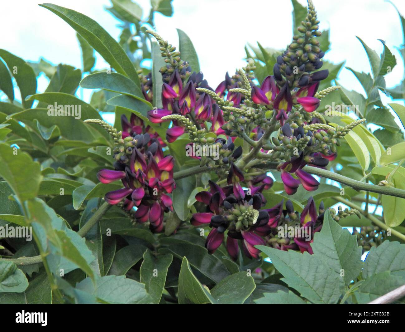 Evergreen Wisteria (Wisteriopsis reticulata) Plantae Stock Photo - Alamy