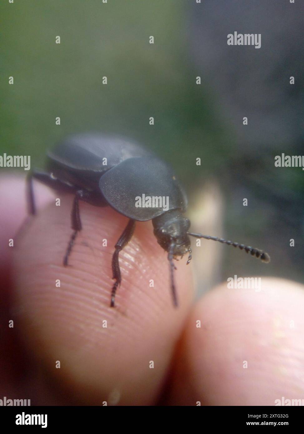 Silpha obscura hi-res stock photography and images - Alamy