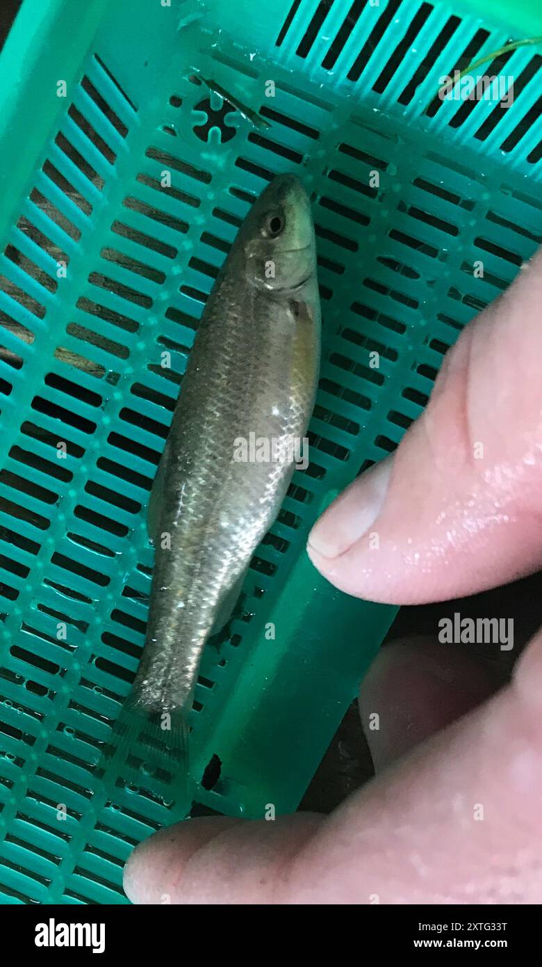 Central Stoneroller (Campostoma anomalum) Actinopterygii Stock Photo ...