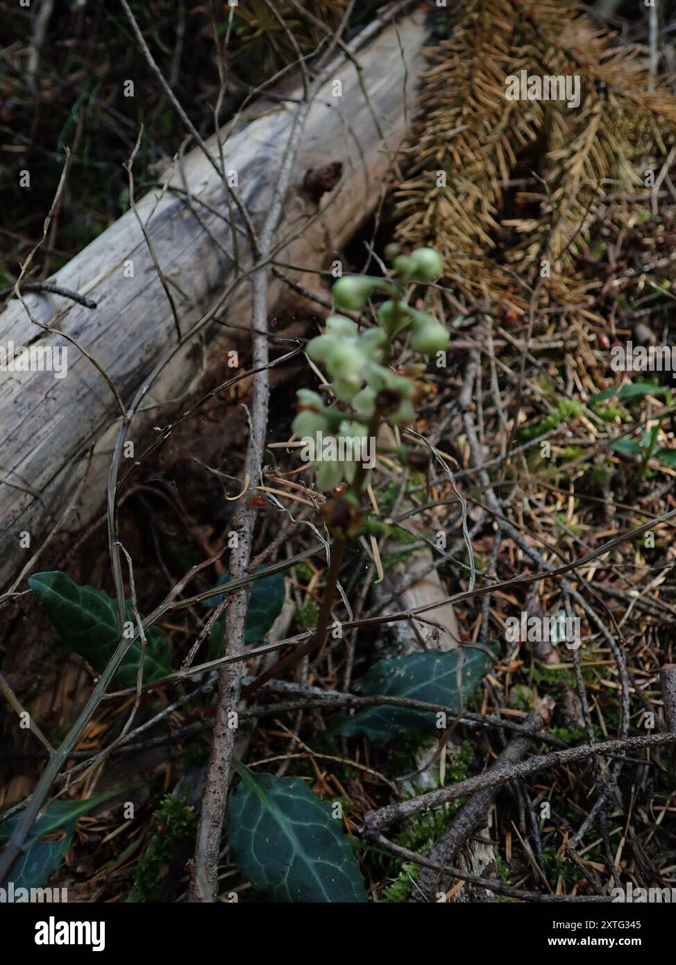 white-veined wintergreen (Pyrola picta) Plantae Stock Photo - Alamy