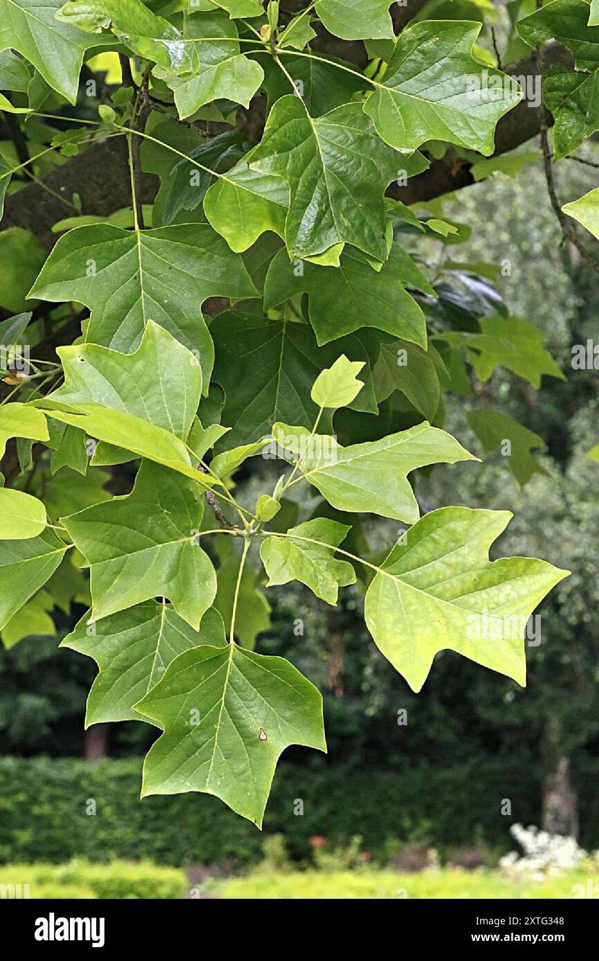 tulip tree (Liriodendron tulipifera) Plantae Stock Photo - Alamy