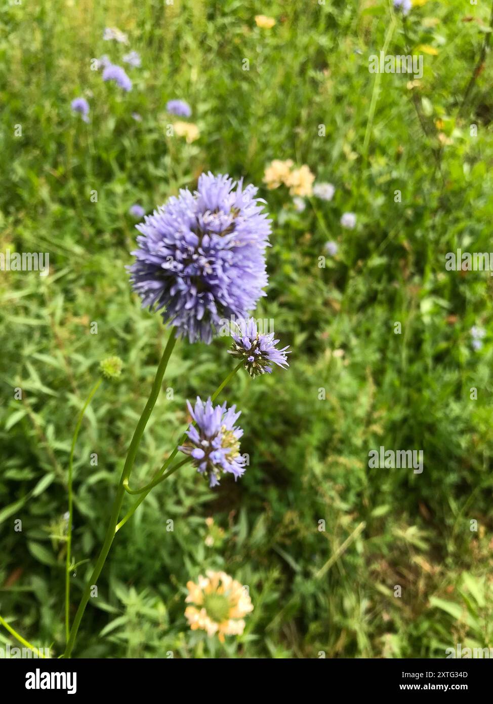 Blue field gilia hi-res stock photography and images - Alamy