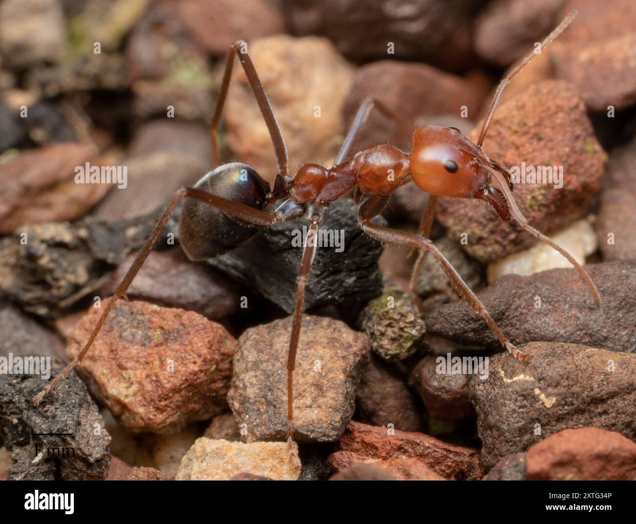 Southern Meat Ant (Iridomyrmex purpureus) Insecta Stock Photo - Alamy
