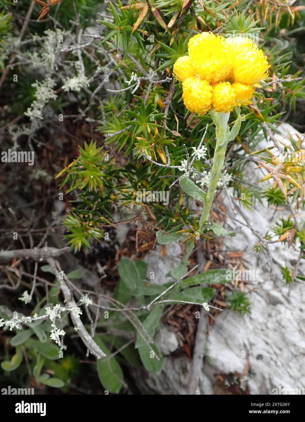 Common Everlasting (Chrysocephalum apiculatum) Plantae Stock Photo - Alamy