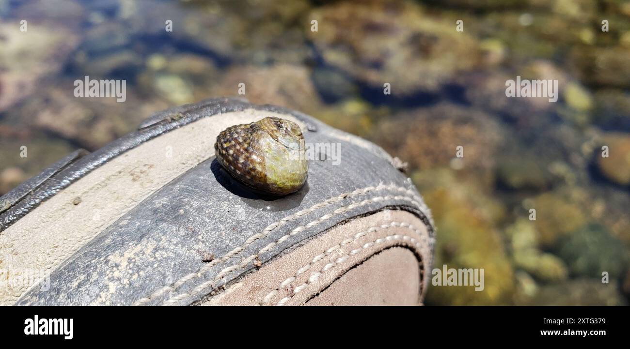Eiseni hi-res stock photography and images - Alamy