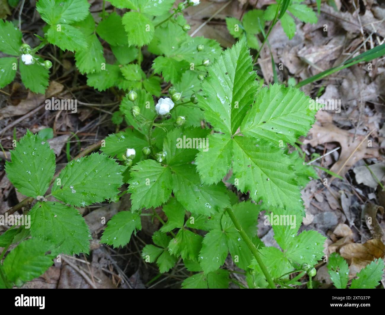 Common Dewberry (Rubus flagellaris) Plantae Stock Photo - Alamy