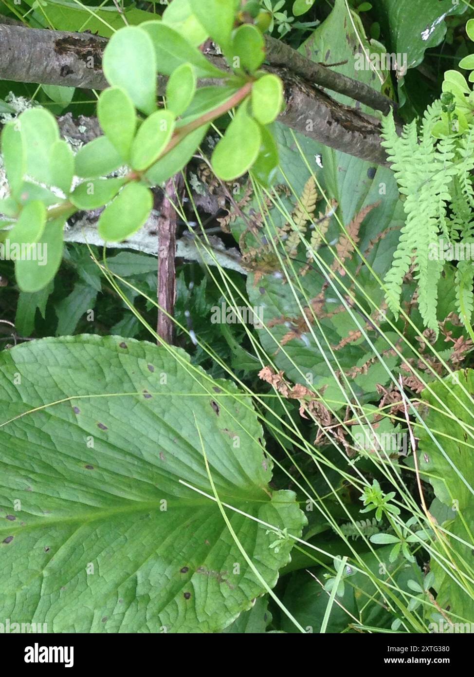 Eastern Phantom Crane Fly (Bittacomorpha clavipes) Insecta Stock Photo ...