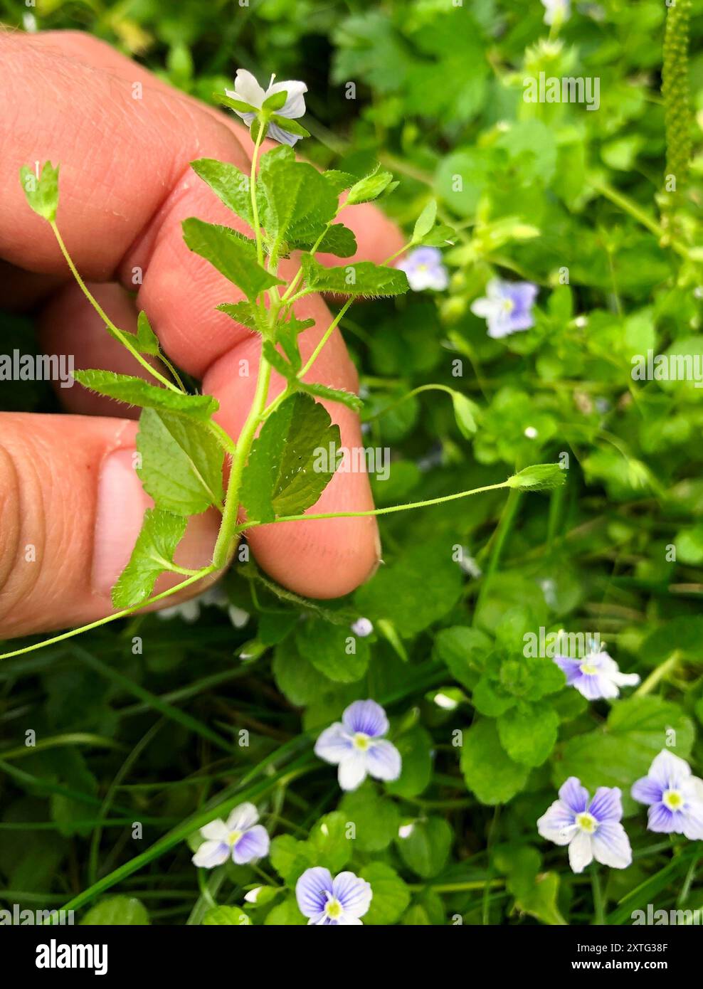 Slender speedwell (Veronica filiformis) Plantae Stock Photo - Alamy