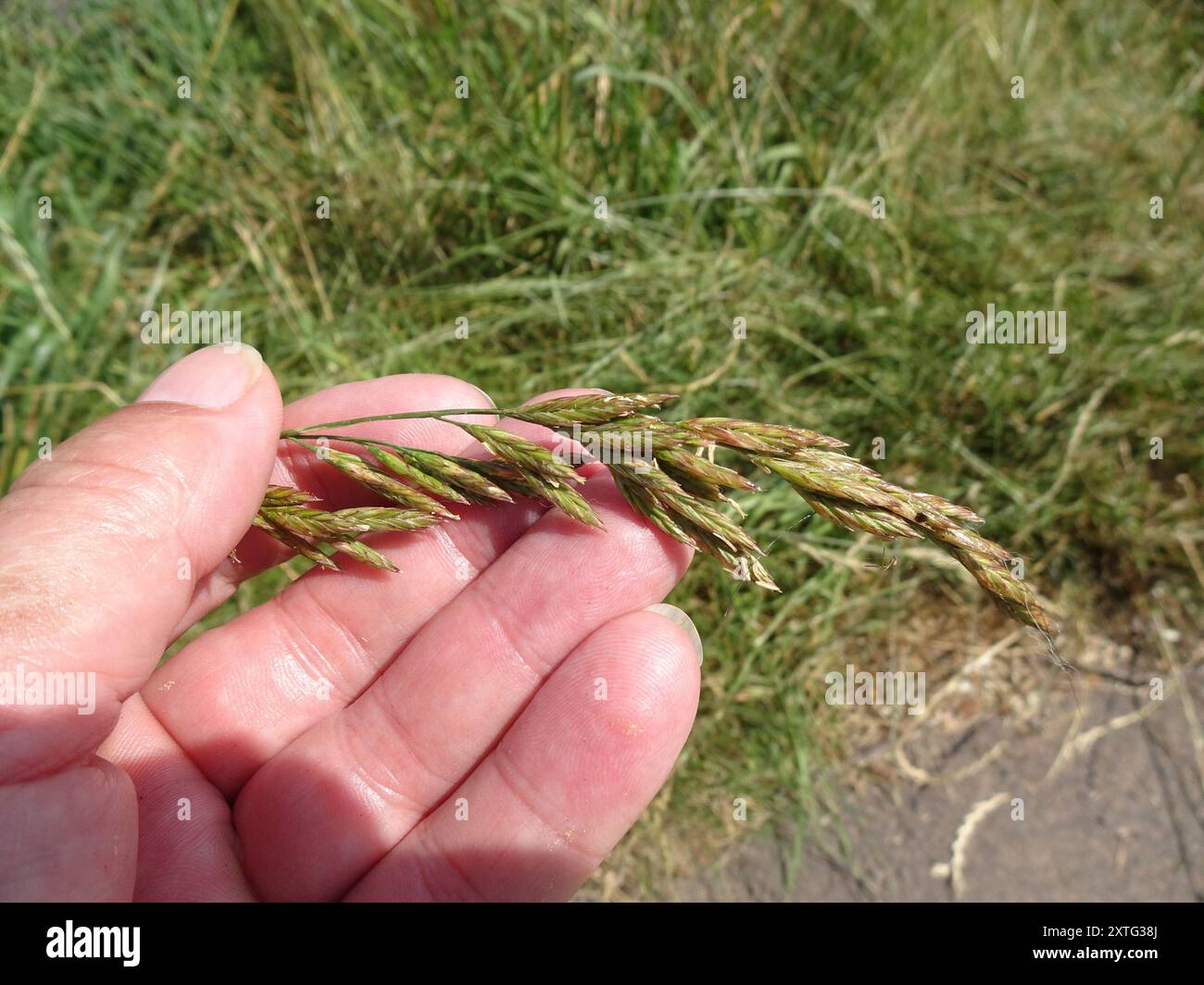 tall fescue (Lolium arundinaceum) Plantae Stock Photo - Alamy