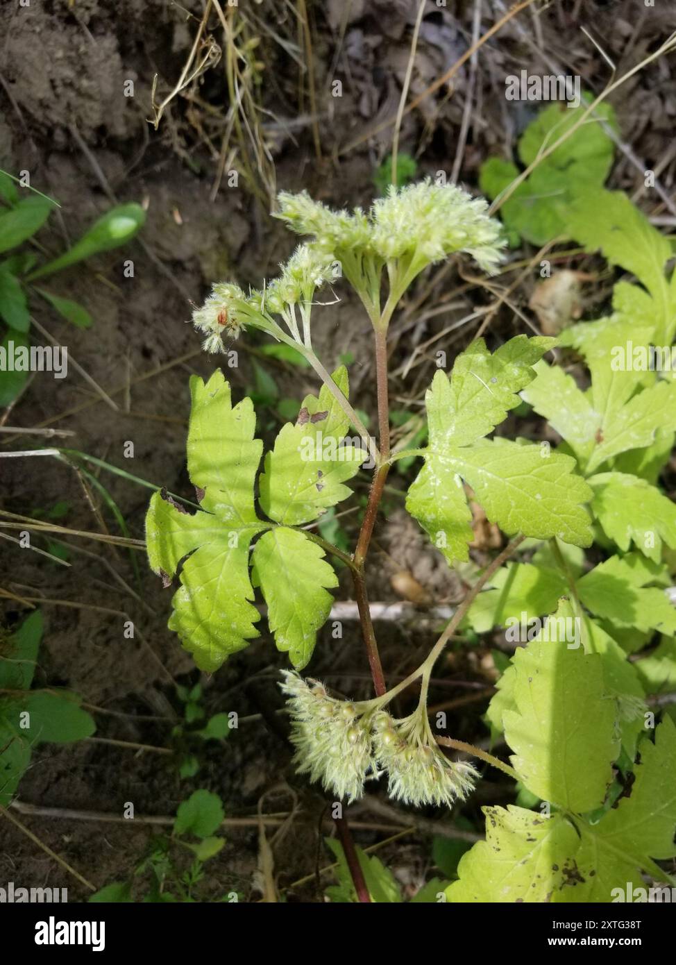 Pacific Waterleaf (Hydrophyllum tenuipes) Plantae Stock Photo - Alamy