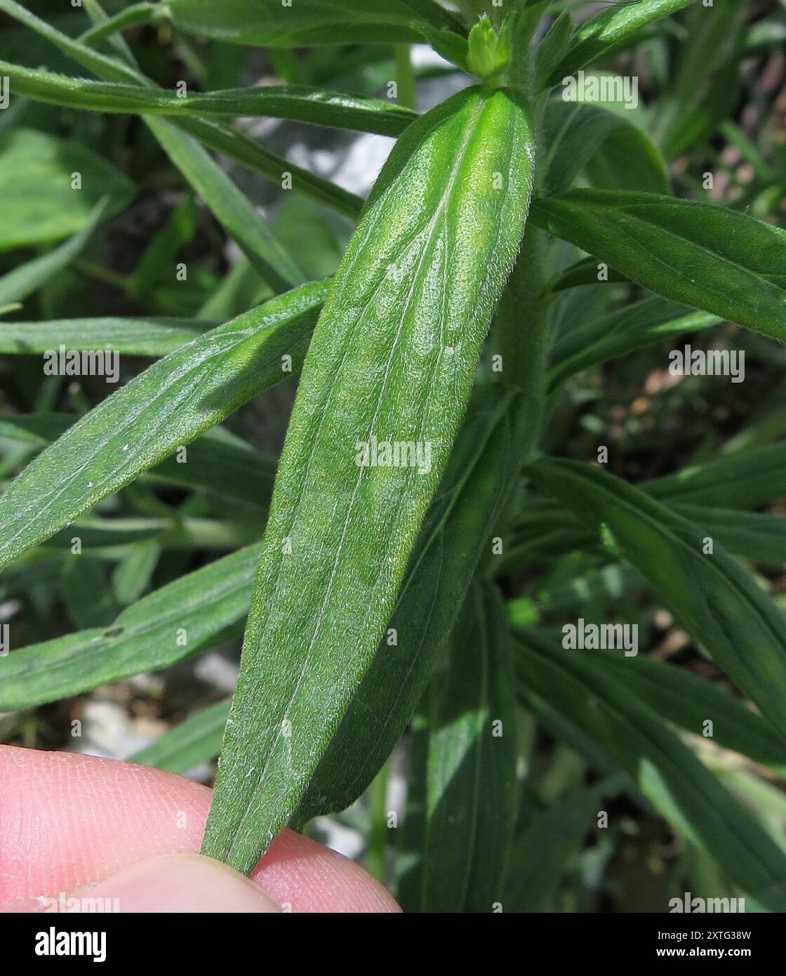 Common Gromwell (Lithospermum officinale) Plantae Stock Photo - Alamy