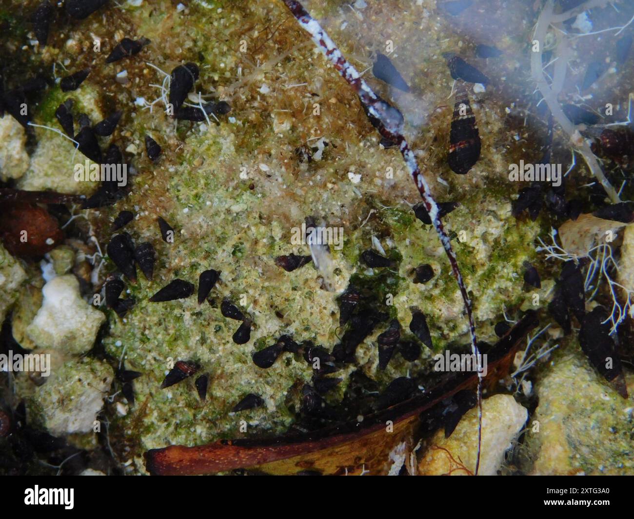 West Indian False Cerith (Lampanella minima) Mollusca Stock Photo - Alamy