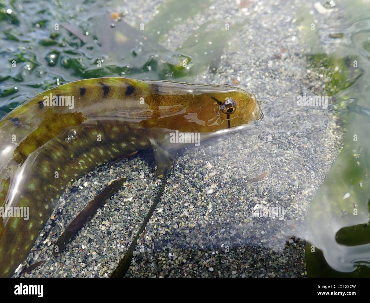 Penpoint Gunnel (Apodichthys flavidus) Actinopterygii Stock Photo - Alamy