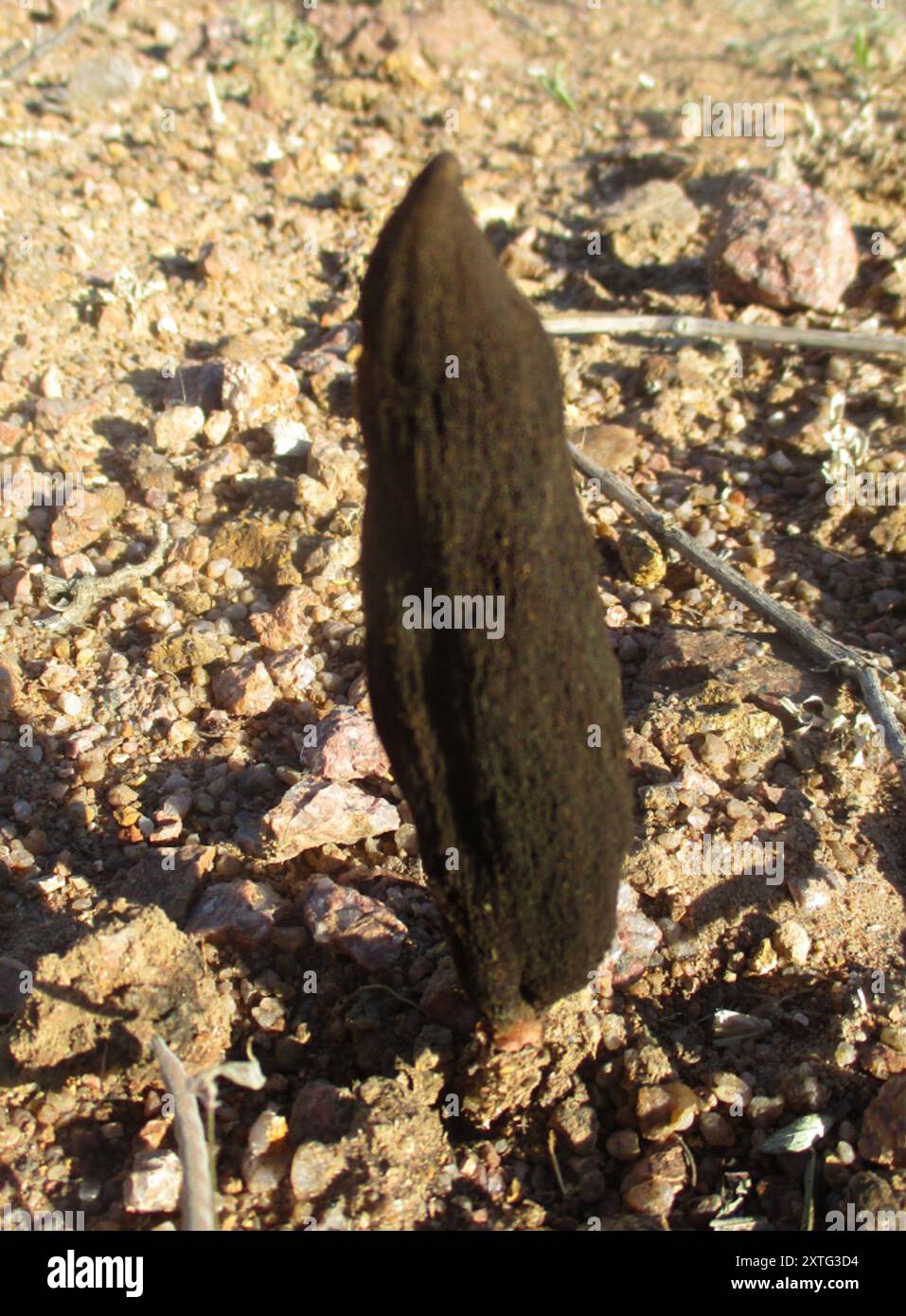 Termite Inkcaps (Podaxis) Fungi Stock Photo - Alamy