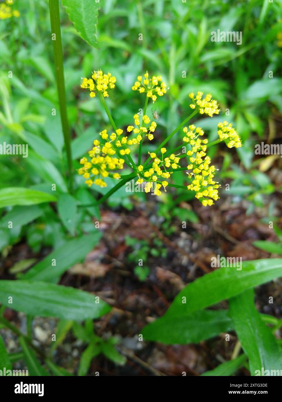 golden Alexanders (Zizia aurea) Plantae Stock Photo - Alamy