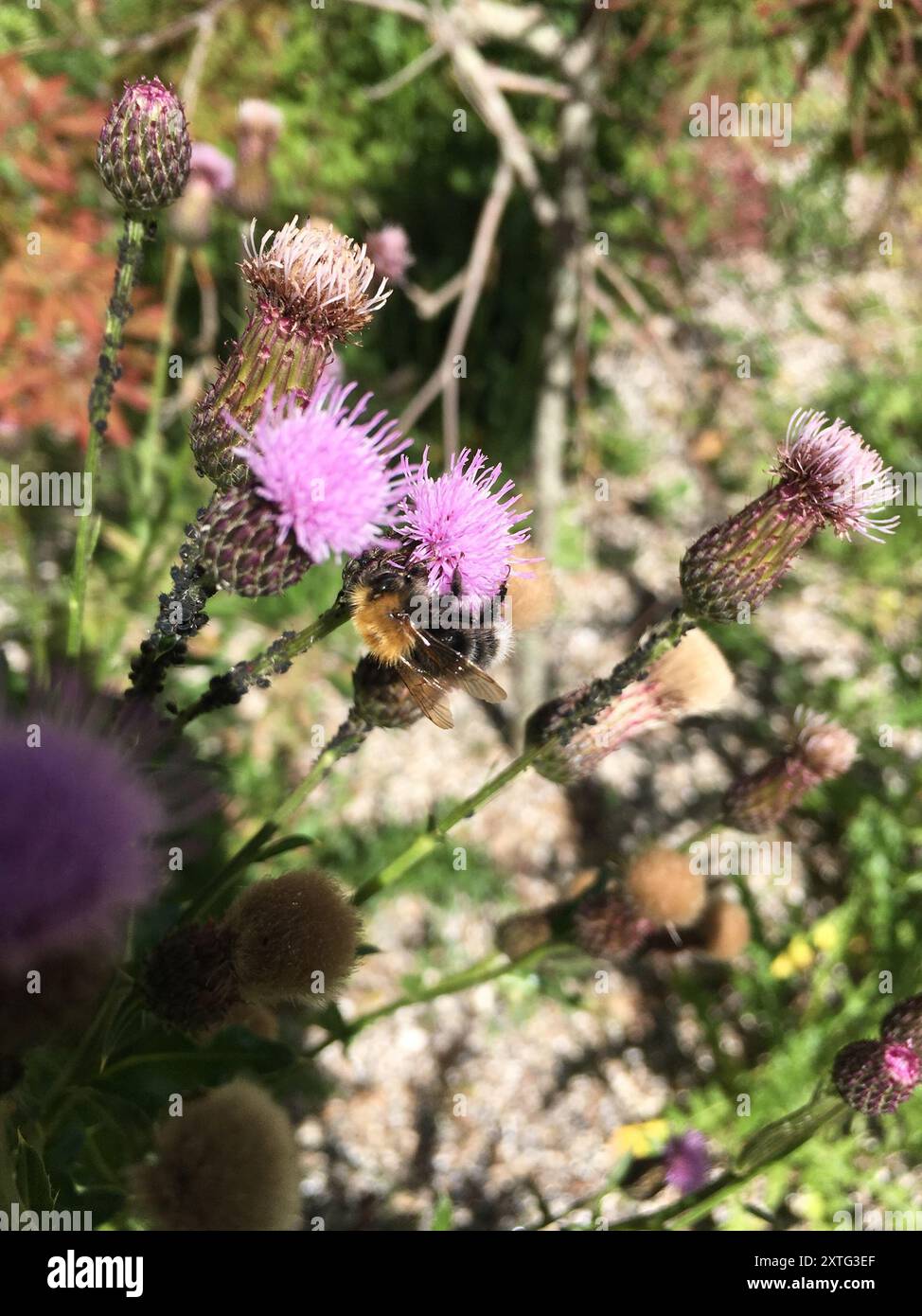 Tree Bumble Bee (Bombus hypnorum) Insecta Stock Photo - Alamy