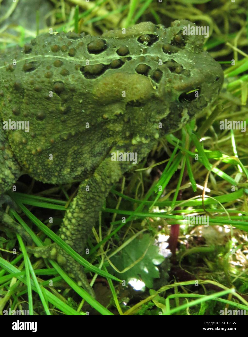 American Toad (Anaxyrus americanus) Amphibia Stock Photo - Alamy