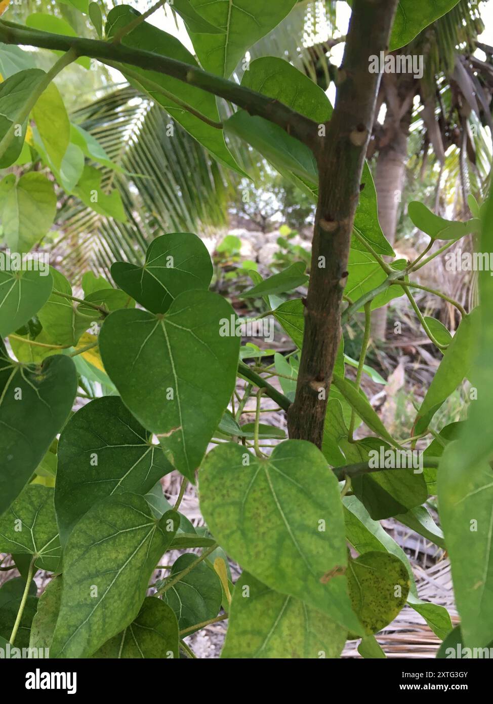 Portia tree (Thespesia populnea) Plantae Stock Photo - Alamy