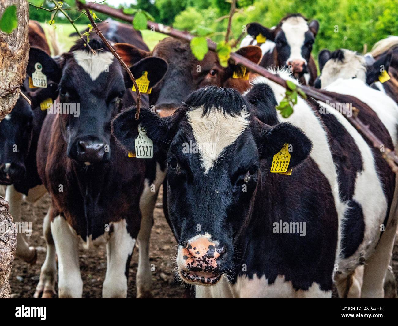 Ballinasloe, Ireland. 22nd June, 2024. Cows are seen standing next to a ...