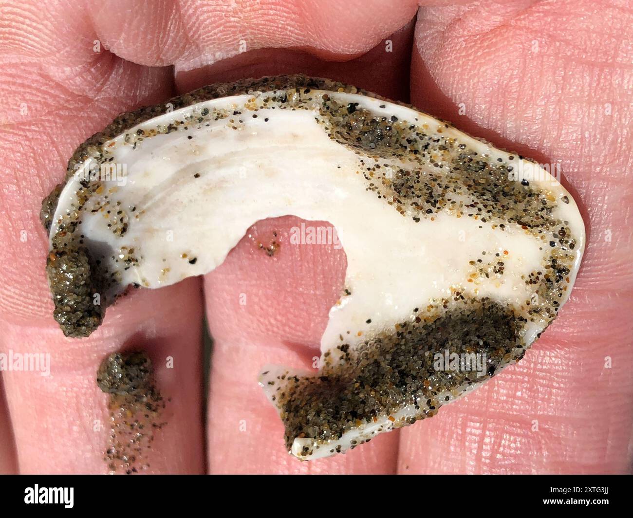 Bent-nosed Clam (Macoma nasuta) Mollusca Stock Photo - Alamy