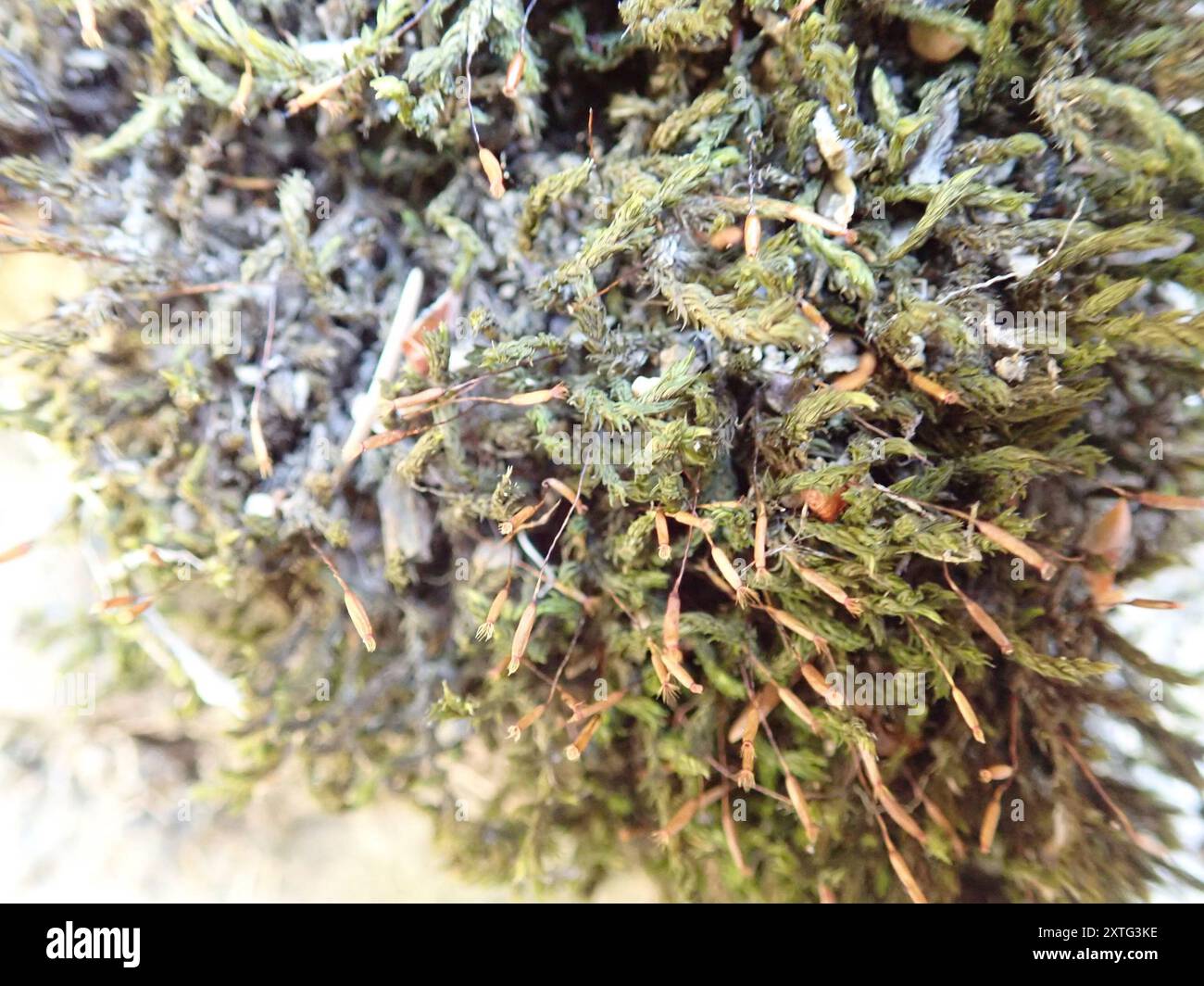 Yellow Fringe-moss (Racomitrium aciculare) Plantae Stock Photo - Alamy