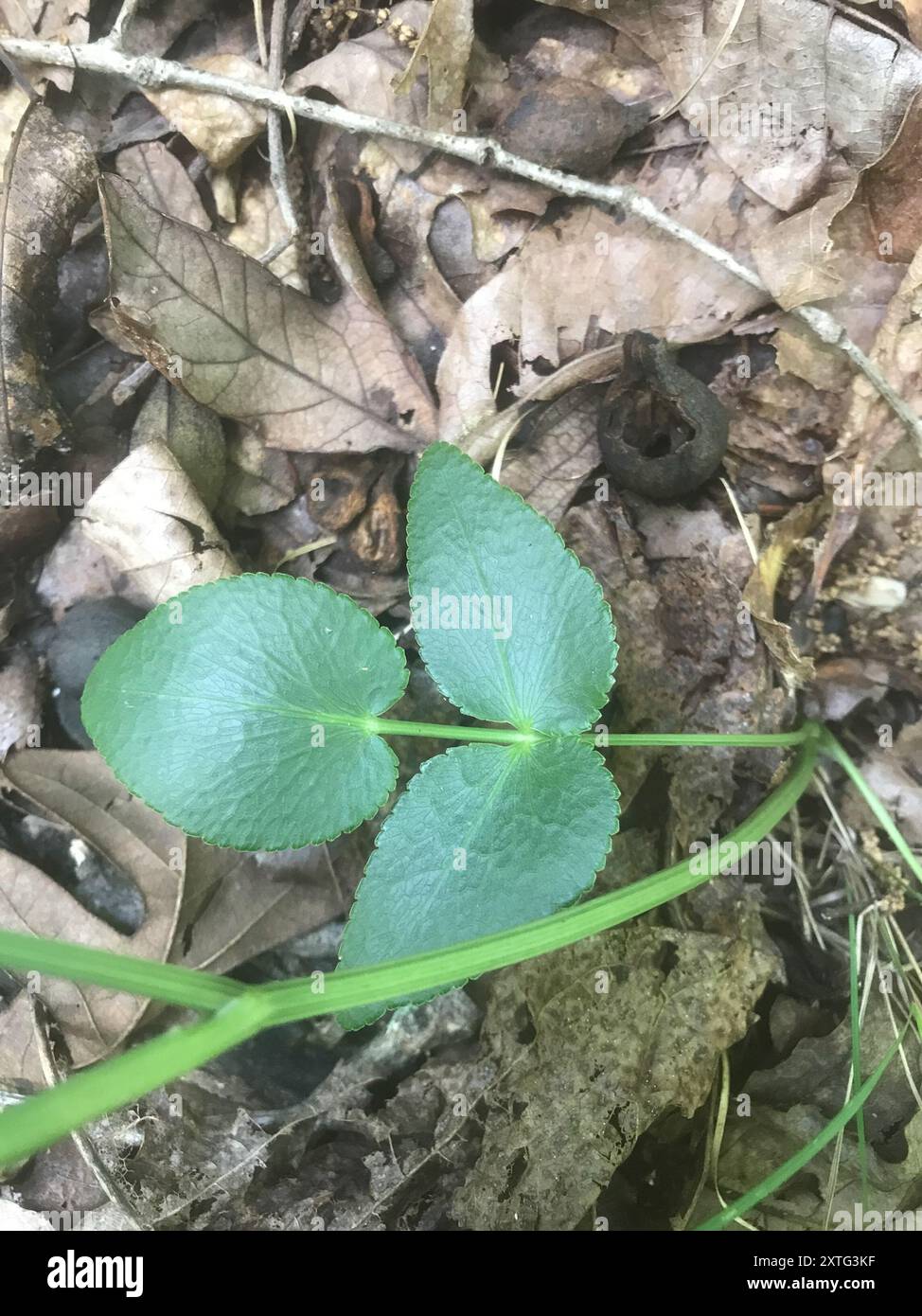 heart-leaf golden Alexanders (Zizia aptera) Plantae Stock Photo - Alamy