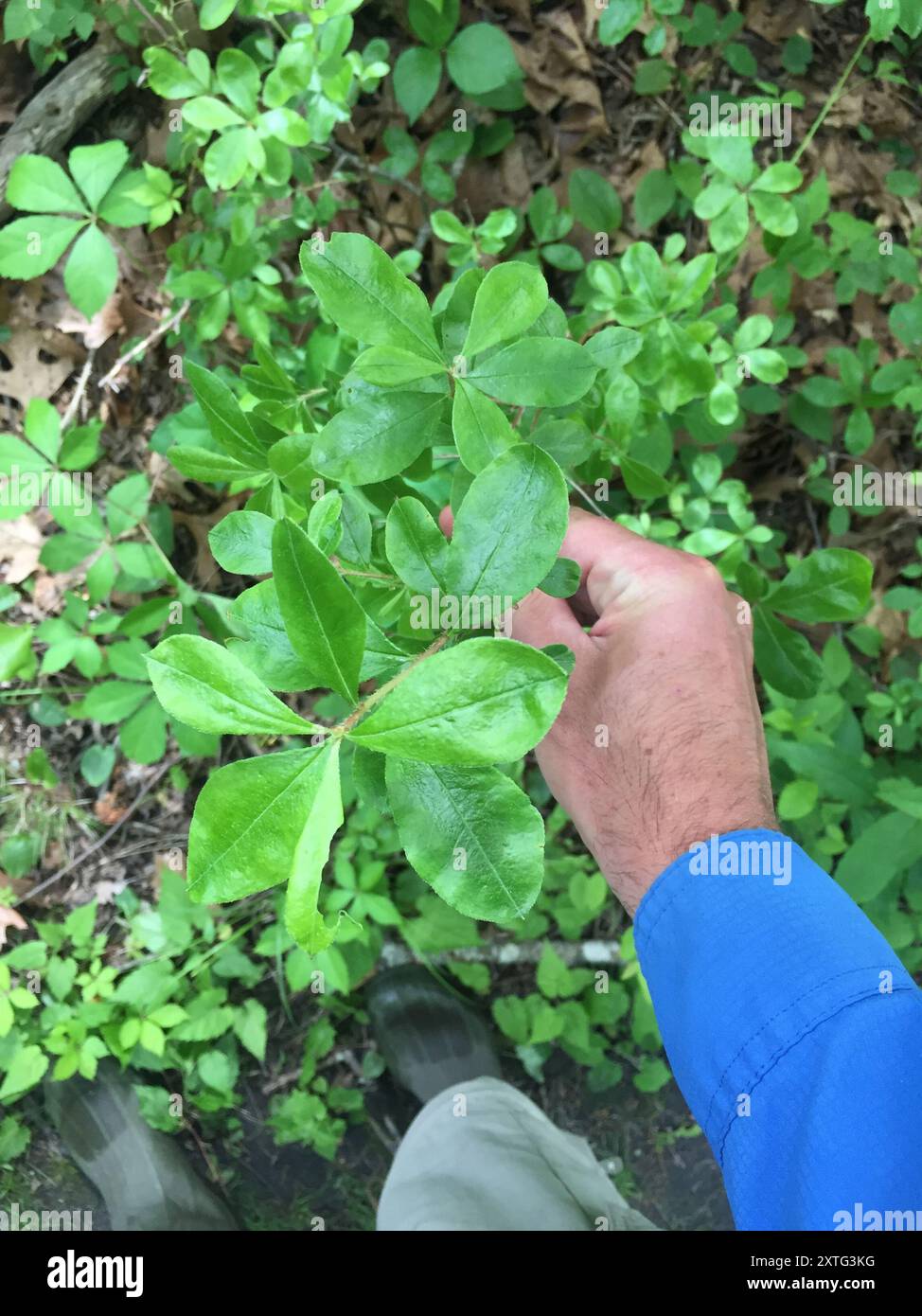 swamp azalea (Rhododendron viscosum) Plantae Stock Photo - Alamy