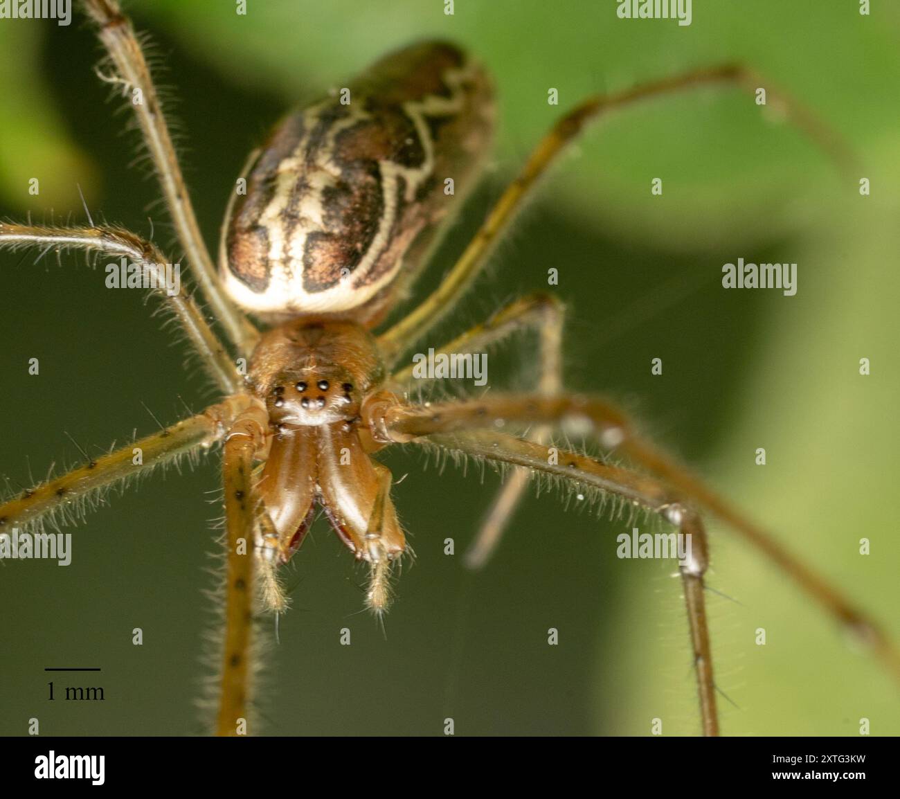 Stretch Spiders (Tetragnatha) Arachnida Stock Photo - Alamy