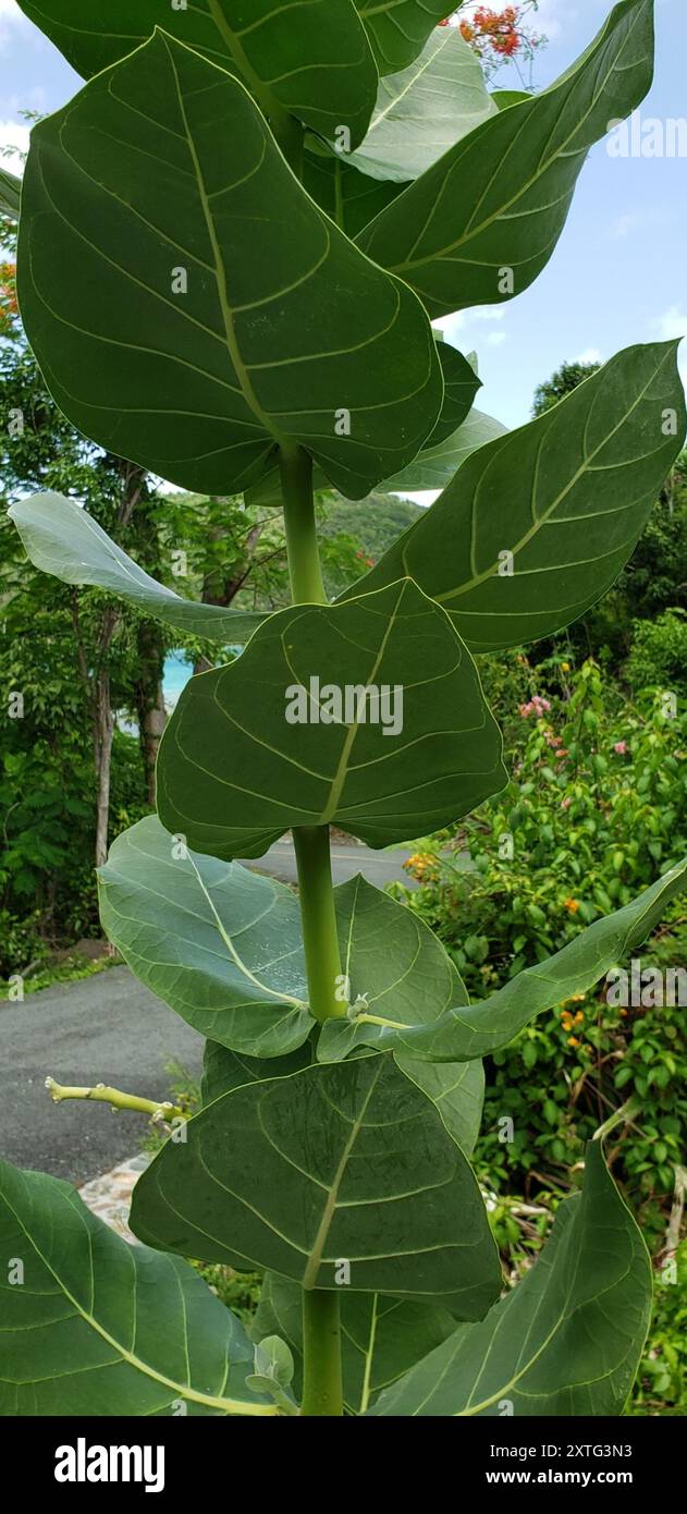 giant milkweed (Calotropis procera) Plantae Stock Photo - Alamy