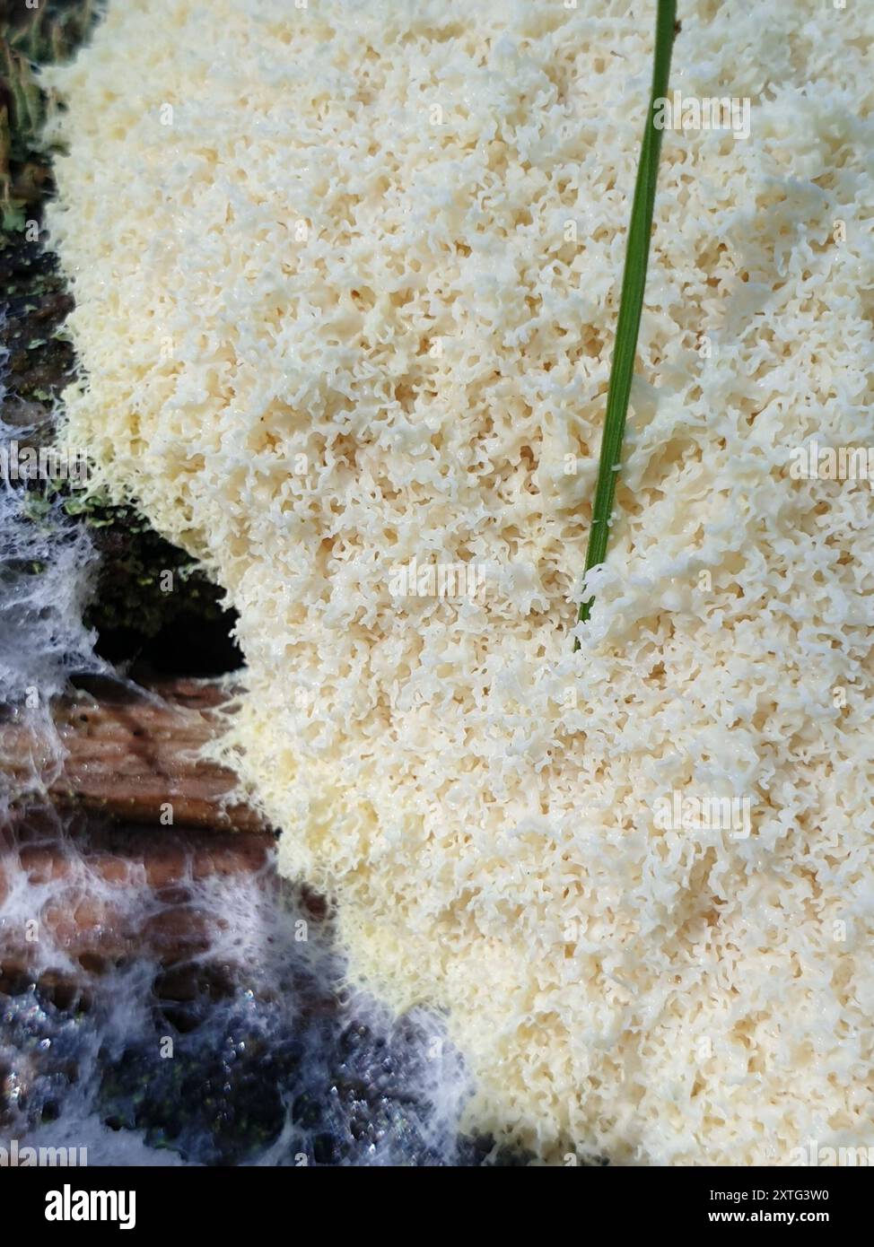 (Fuligo septica candida) Protozoa Stock Photo - Alamy