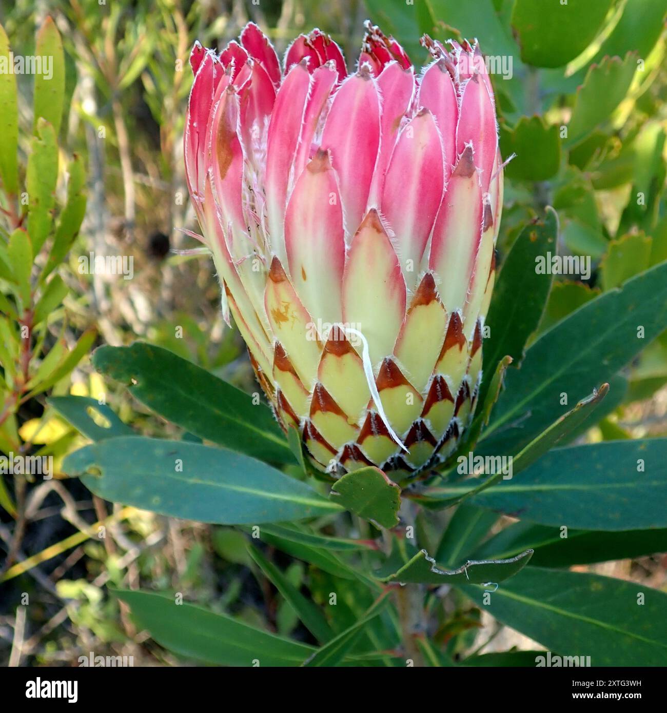 Limestone Sugarbush (Protea obtusifolia) Plantae Stock Photo - Alamy