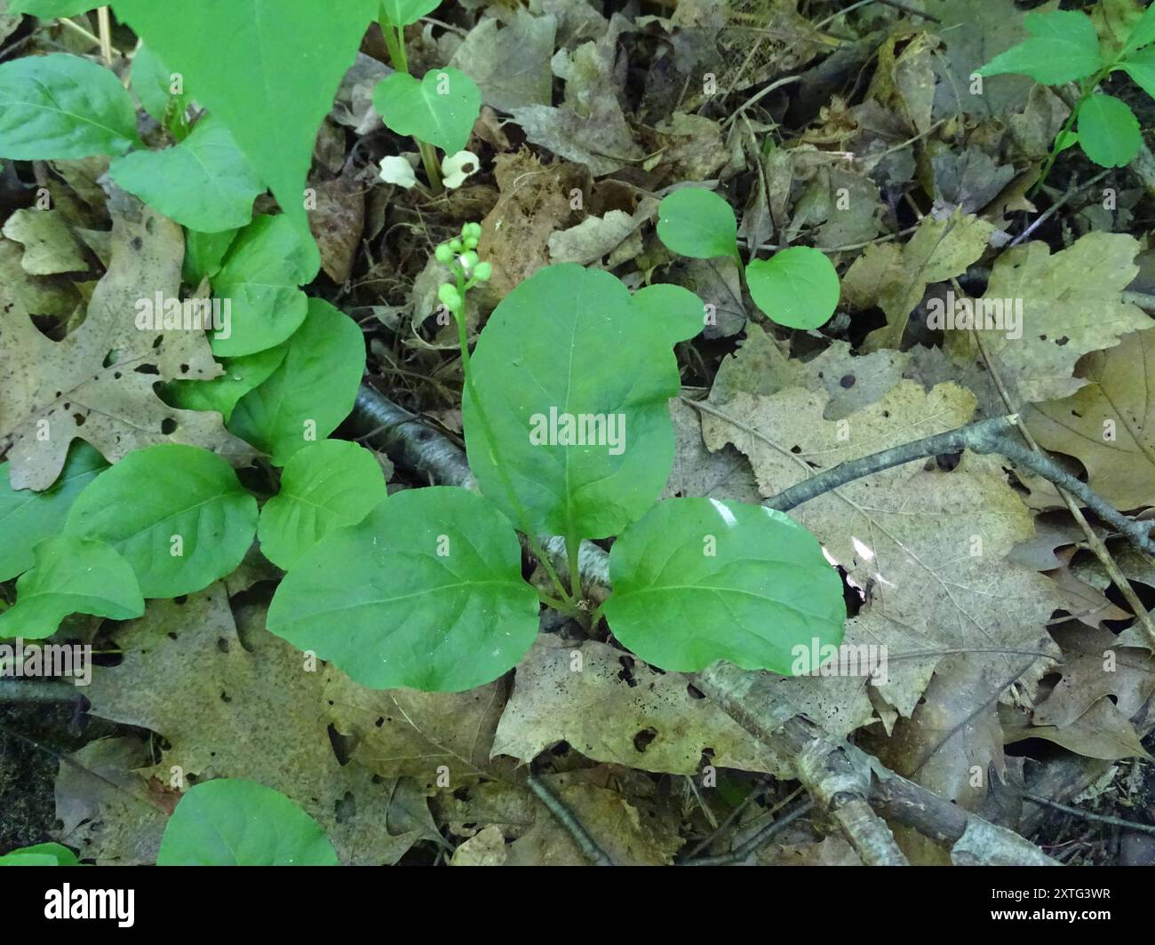 shinleaf (Pyrola elliptica) Plantae Stock Photo - Alamy