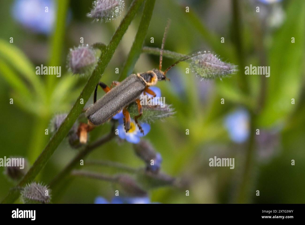 Grey Sailor Beetle (Cantharis nigricans) Insecta Stock Photo - Alamy