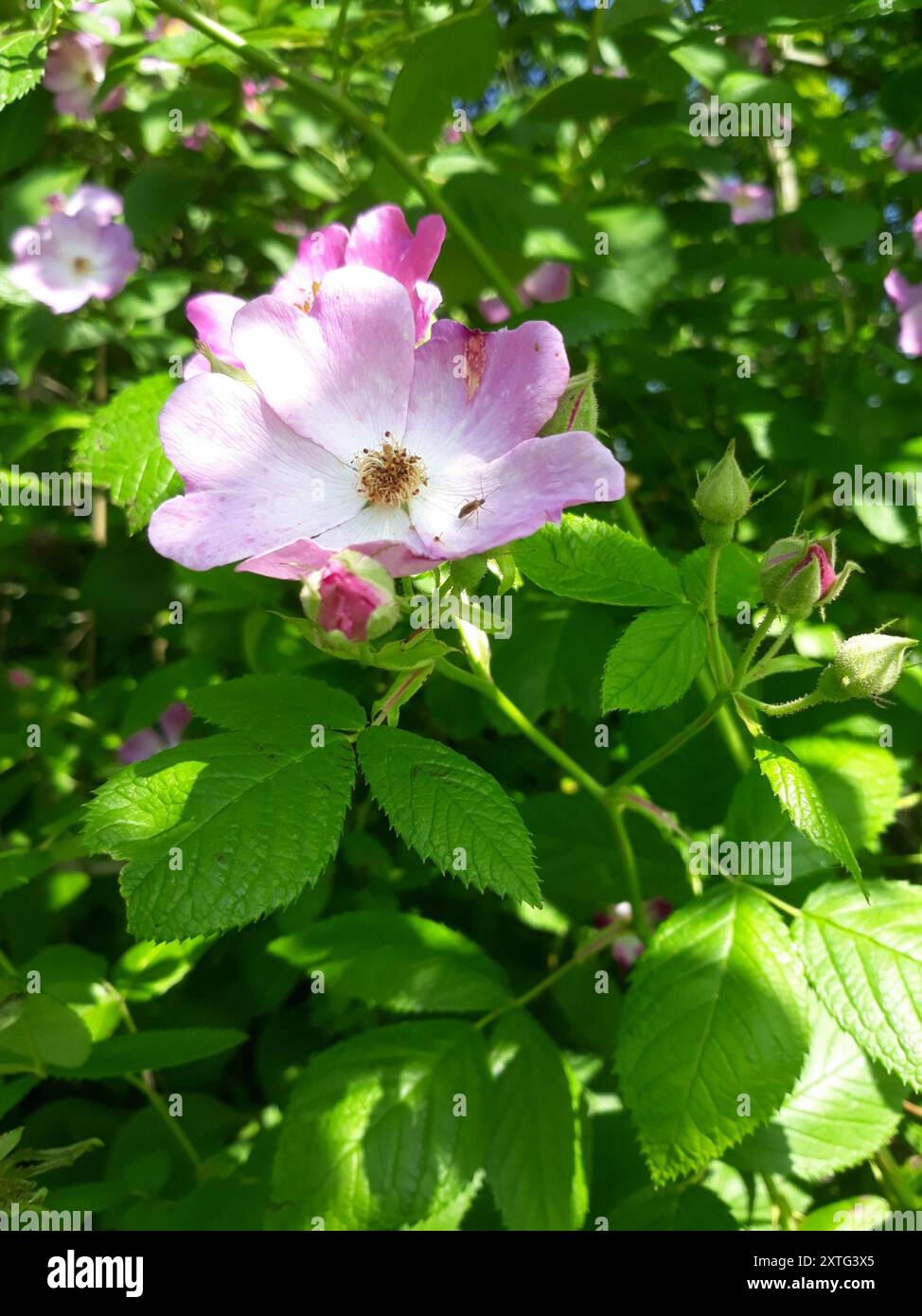 climbing prairie rose (Rosa setigera) Plantae Stock Photo - Alamy