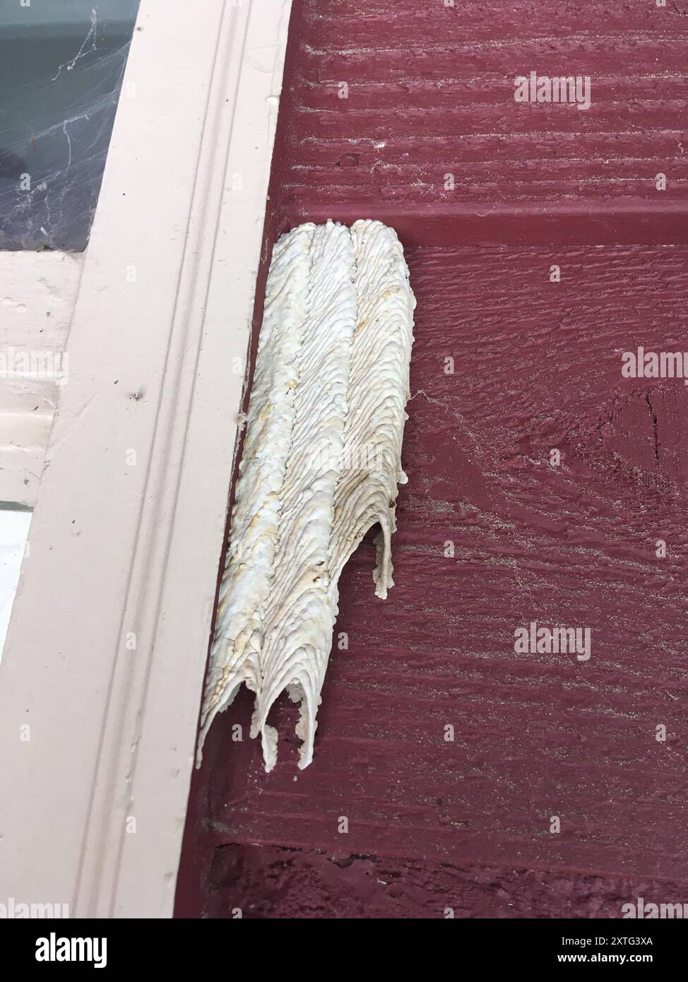Organ-pipe Mud-dauber Wasp (Trypoxylon politum) Insecta Stock Photo - Alamy