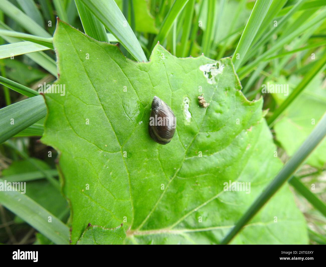 Truncatula hi-res stock photography and images - Alamy