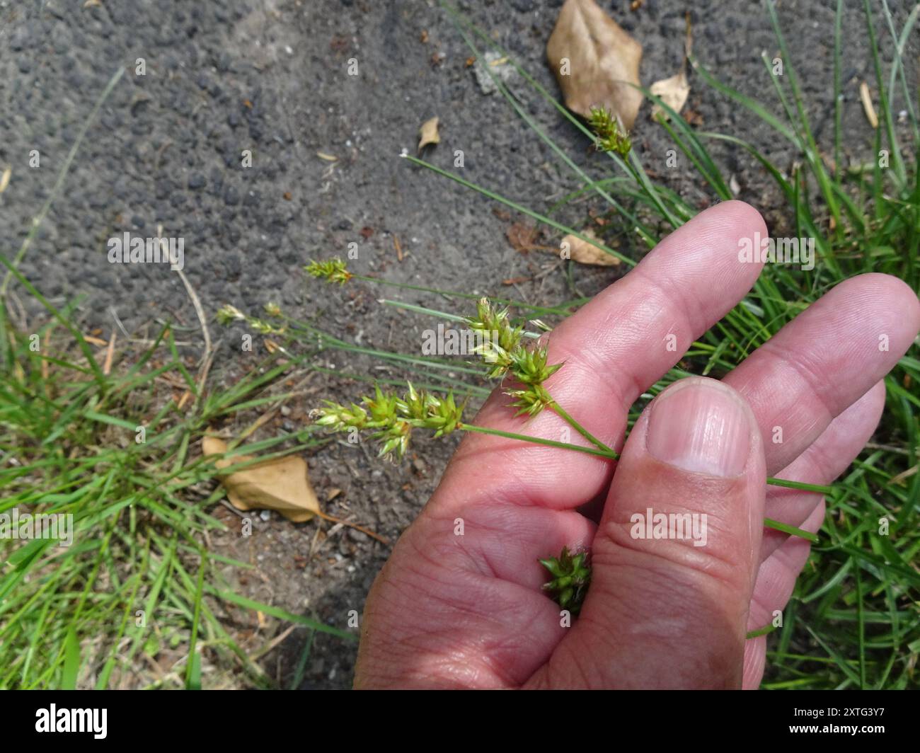Spiked Sedge (Carex spicata) Plantae Stock Photo - Alamy