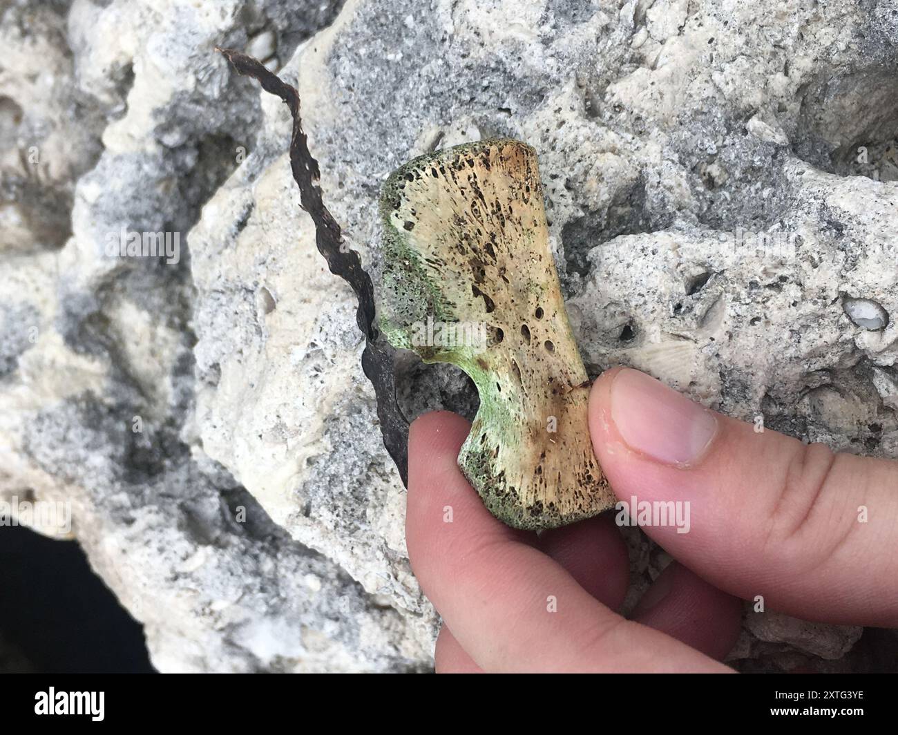 Typical Sea Turtles (Cheloniidae) Reptilia Stock Photo - Alamy