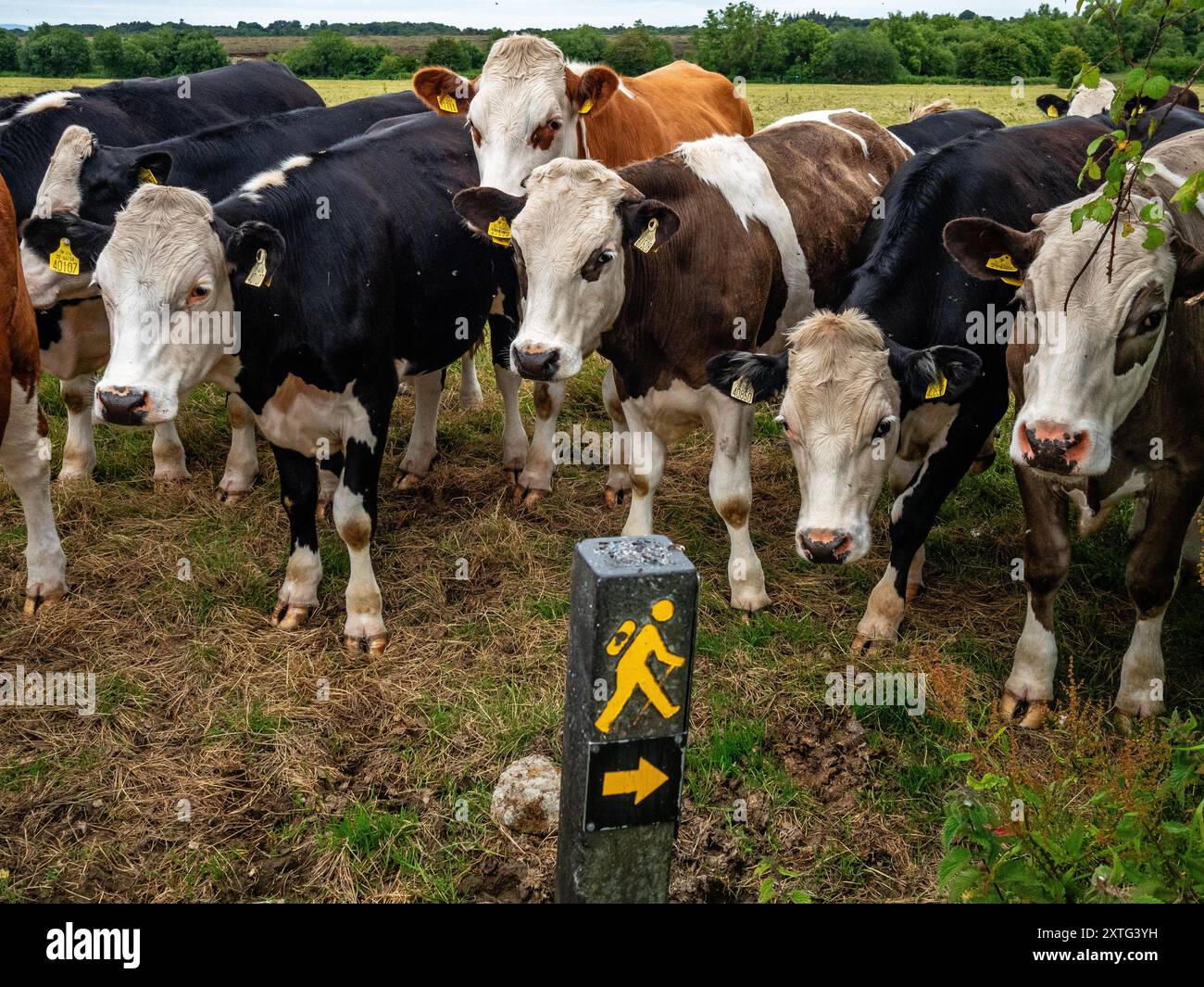 Ballinasloe, Ireland. 22nd June, 2024. A group of cows is seen ...