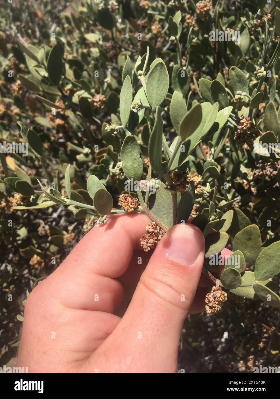jojoba (Simmondsia chinensis) Plantae Stock Photo - Alamy