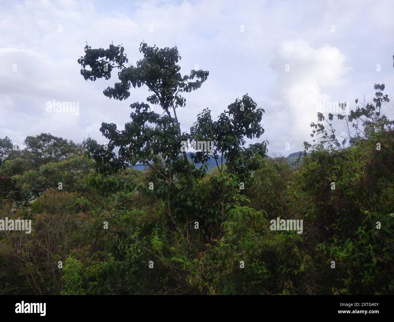 (Trichanthera gigantea) Plantae Stock Photo - Alamy