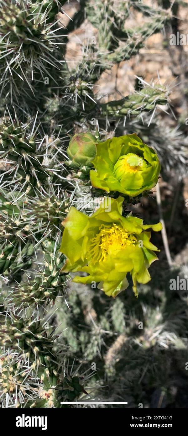 Whipple Cholla (Cylindropuntia whipplei) Plantae Stock Photo - Alamy