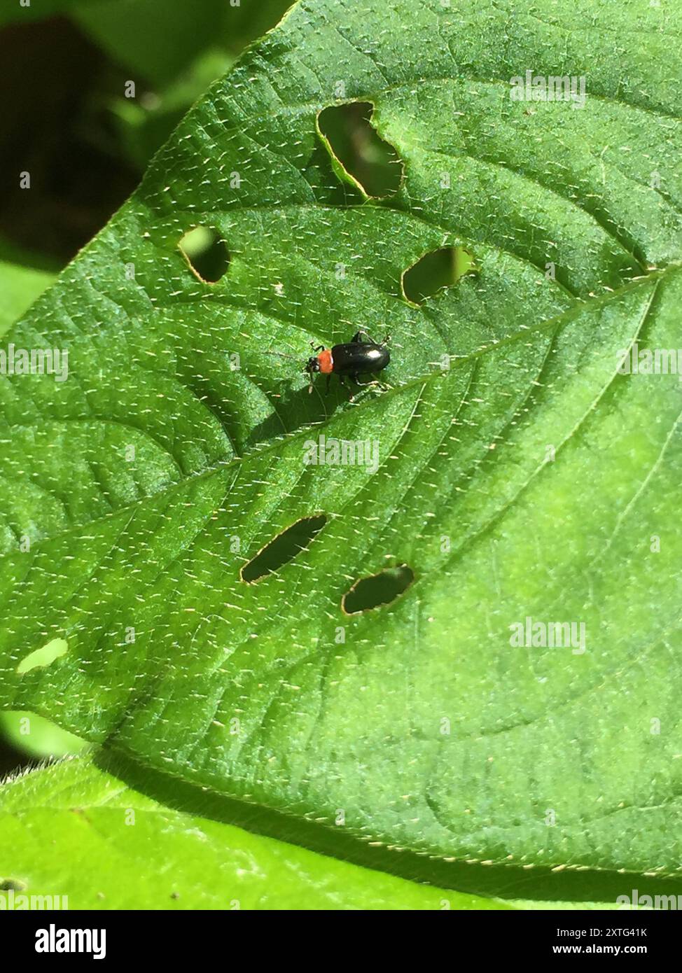 Spinach Flea Beetle (Disonycha xanthomelas) Insecta Stock Photo - Alamy