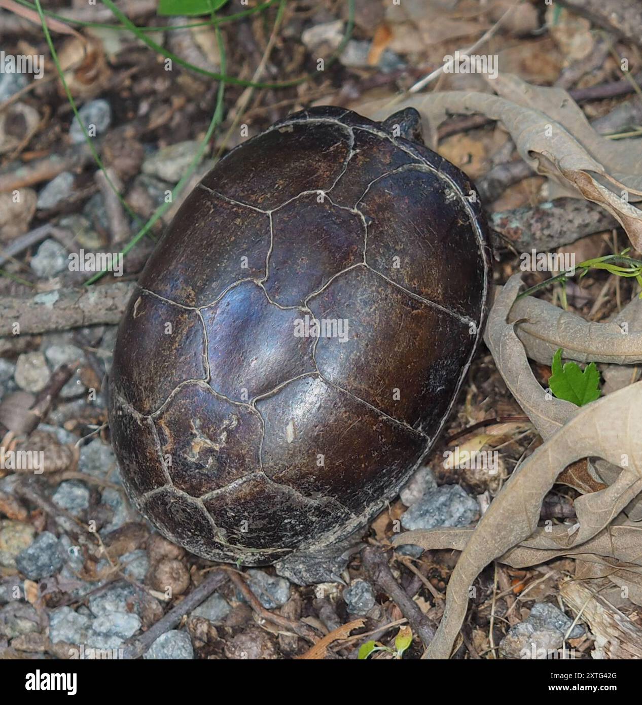 Southeastern Mud Turtle (Kinosternon subrubrum subrubrum) Reptilia ...