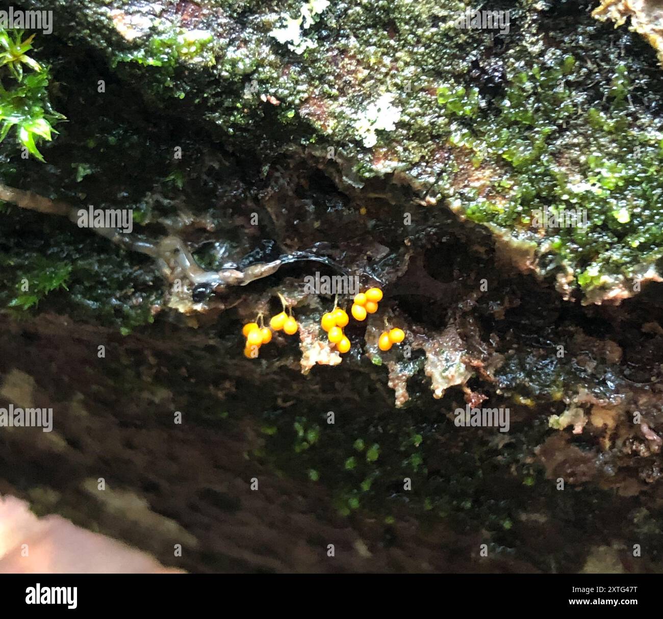 true slime molds (Myxomycetes) Protozoa Stock Photo - Alamy