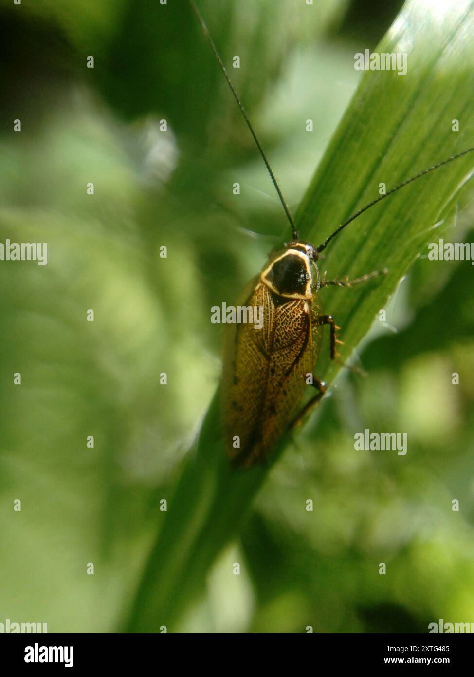 Forest Cockroach (Ectobius sylvestris) Insecta Stock Photo - Alamy