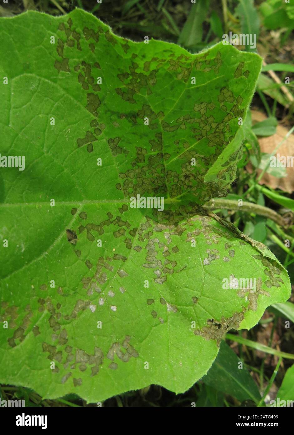 Four-lined Plant Bug (Poecilocapsus lineatus) Insecta Stock Photo - Alamy