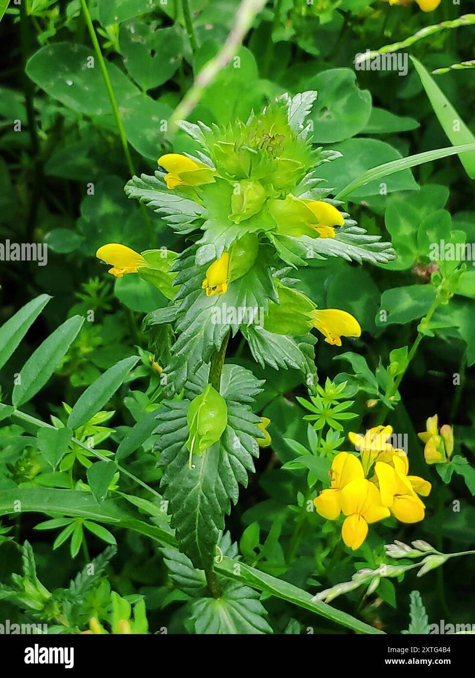 Greater Yellow Rattle (Rhinanthus alectorolophus) Plantae Stock Photo ...