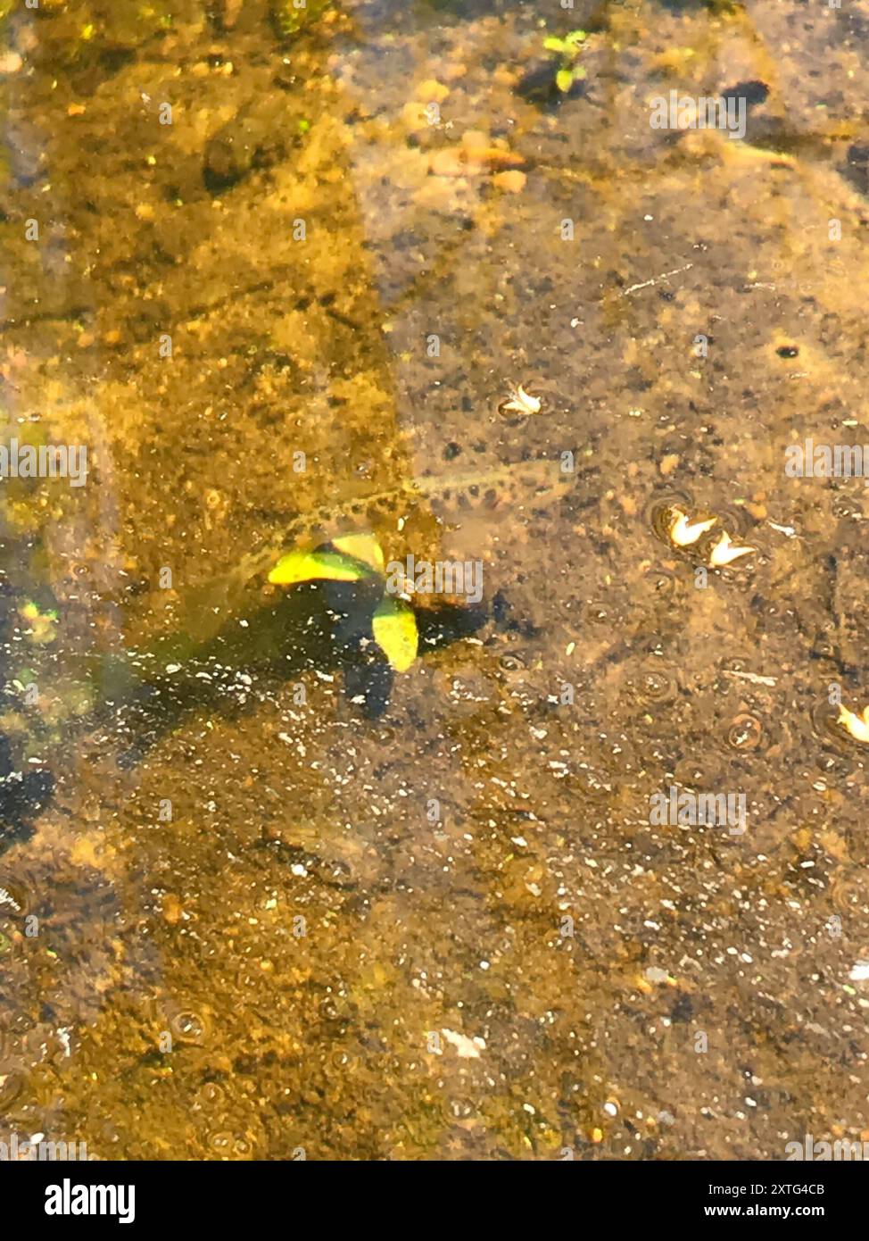 Salmons, Trouts, and Whitefishes (Salmonidae) Actinopterygii Stock ...